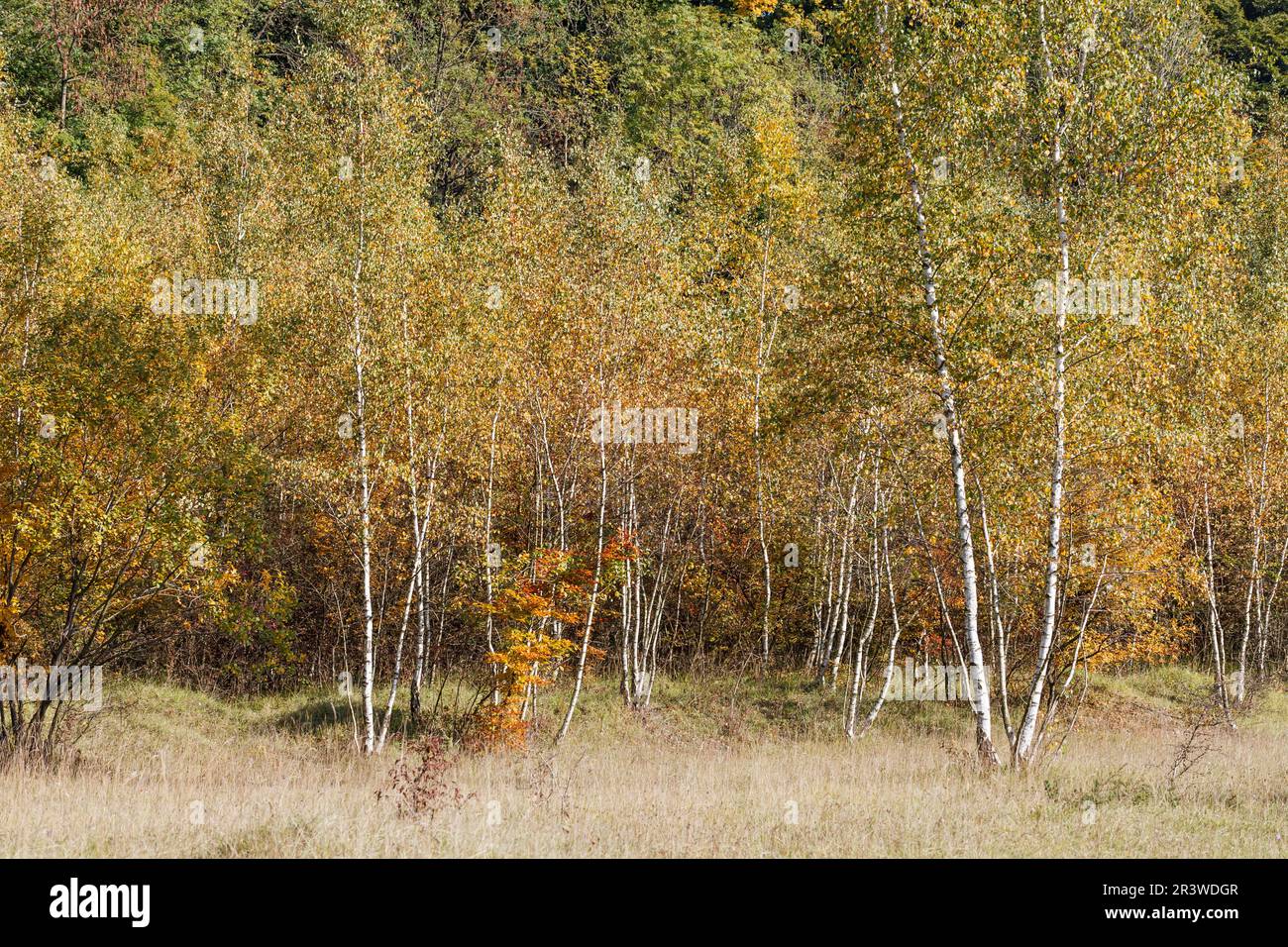 North german forests hi-res stock photography and images - Alamy