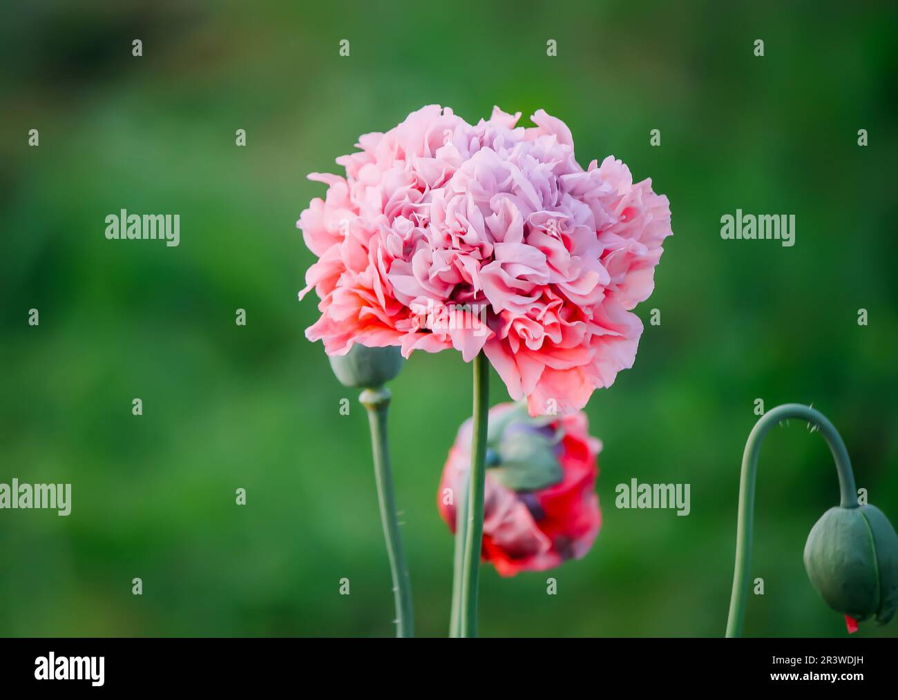 Poppy flowers or papaver rhoeas poppy plant Stock Photo - Alamy