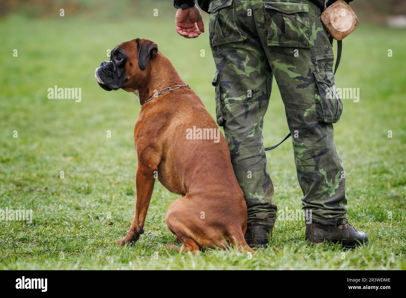 Dog Boxer sitting next to pet owner. Animal obedience training outdoors ...