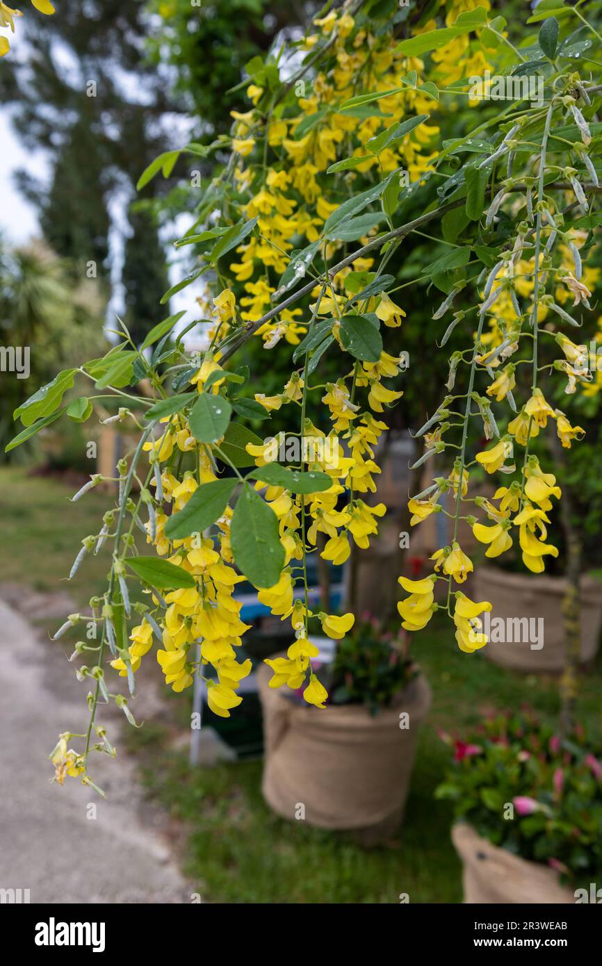 Yellow wisteria hi-res stock photography and images - Alamy