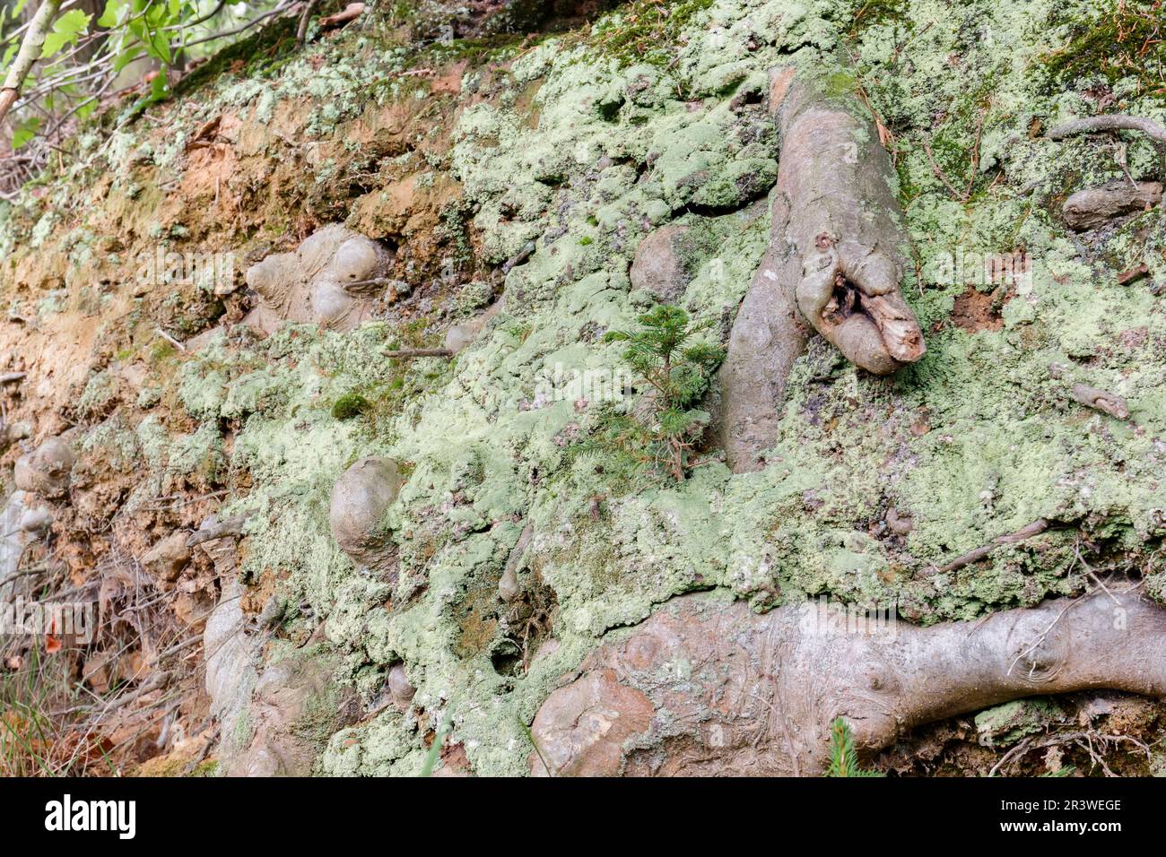 Coniferuos hi-res stock photography and images - Alamy