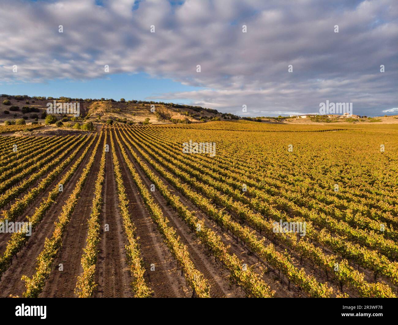 Field vines hi-res stock photography and images - Alamy