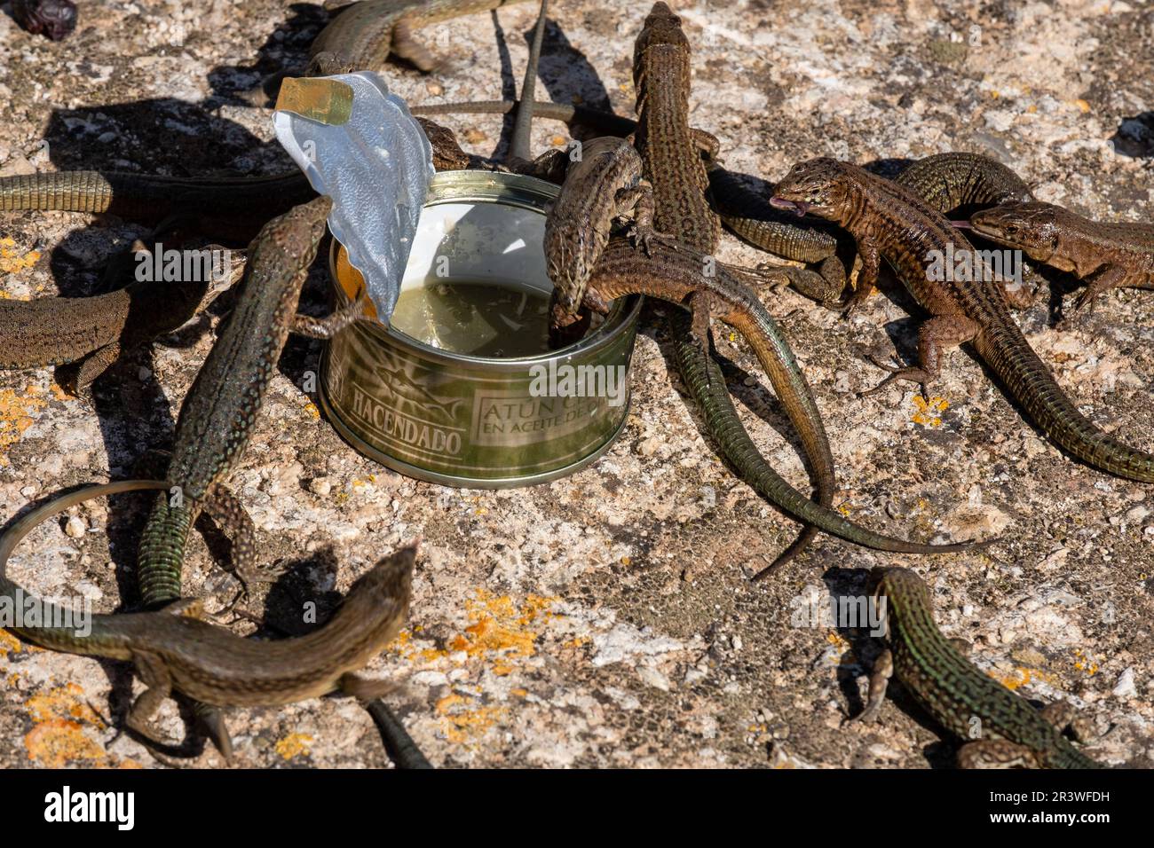 Lizards of europe hi-res stock photography and images - Alamy