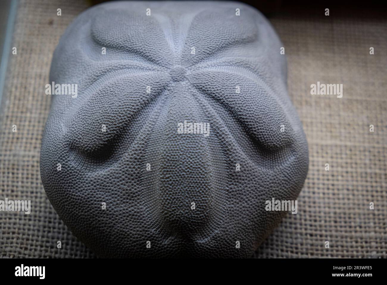 Clypeaster hi-res stock photography and images - Alamy