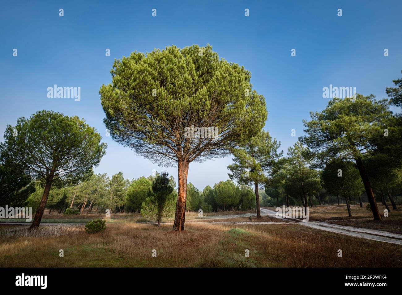 Resin extraction in a Pinus pinaster forest Stock Photo - Alamy