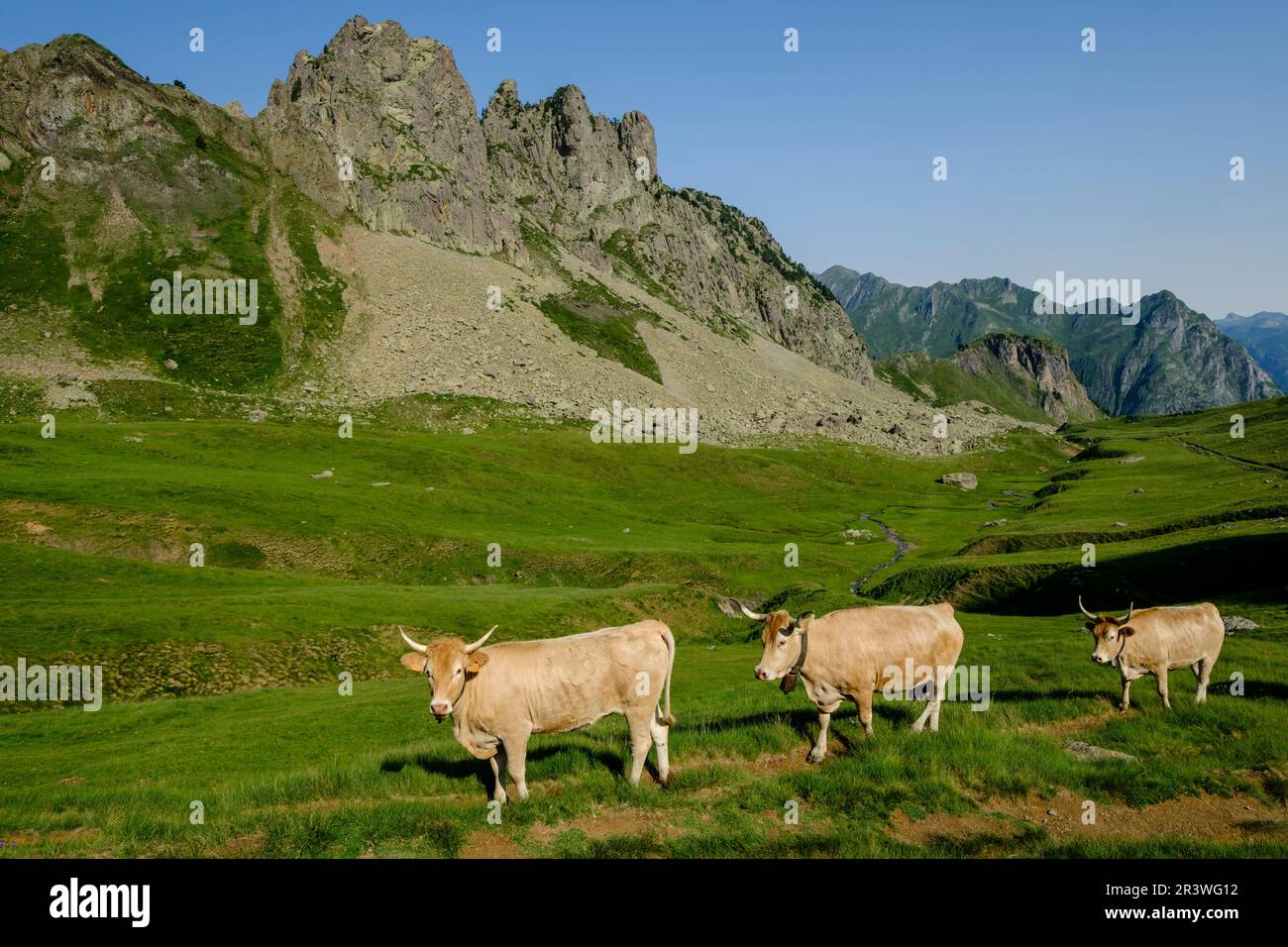 Cows ascending the hill Stock Photo - Alamy