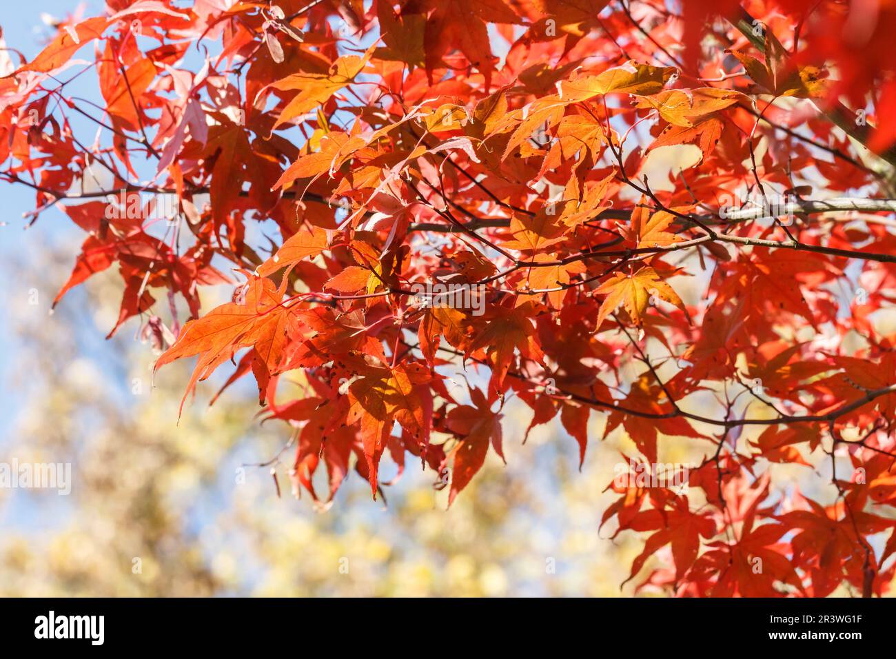 Acer palmatum in autumn, common names are Japanese Maple, Smooth ...
