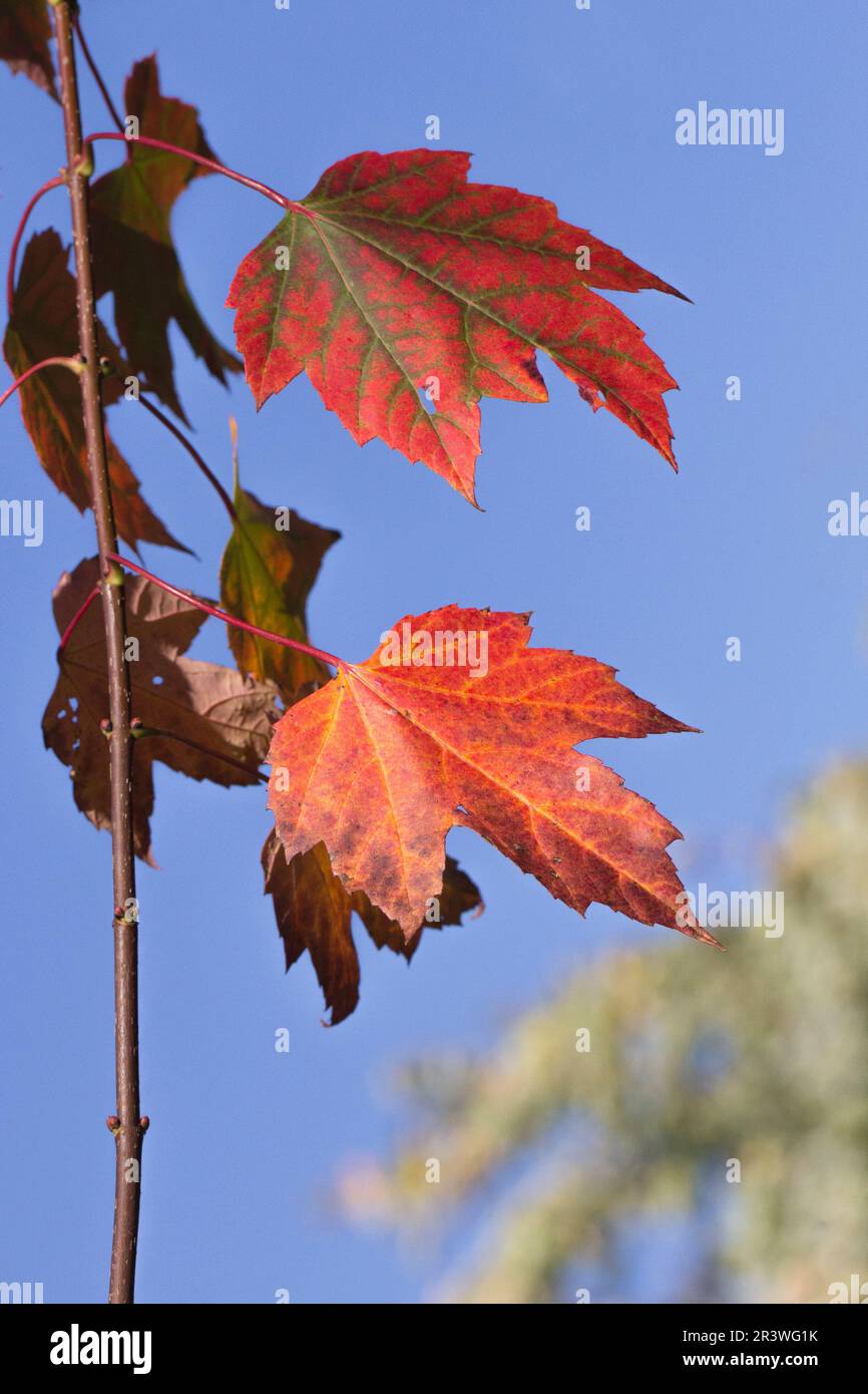 Acer rubrum (autumn leaves), Red Maple in autumn, other common names are Water Maple, Soft Maple ...
