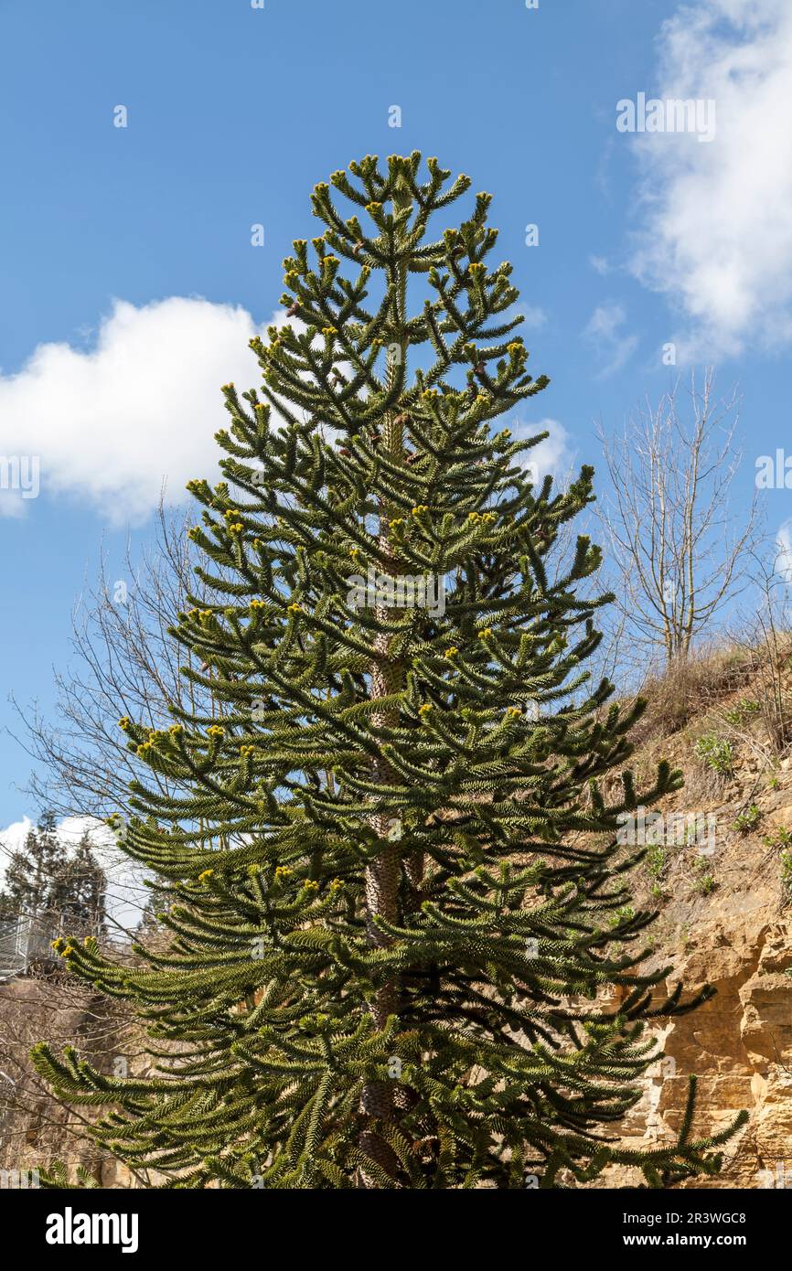 Araucaria araucana, Chilean pine, other common names are Monkey puzzle ...