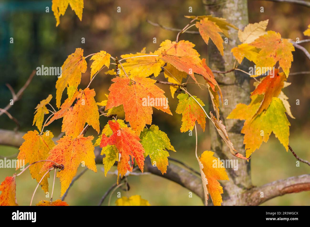 Acer rubrum (autumn leaves), Red Maple in autumn, other common names are Water Maple, Soft Maple ...