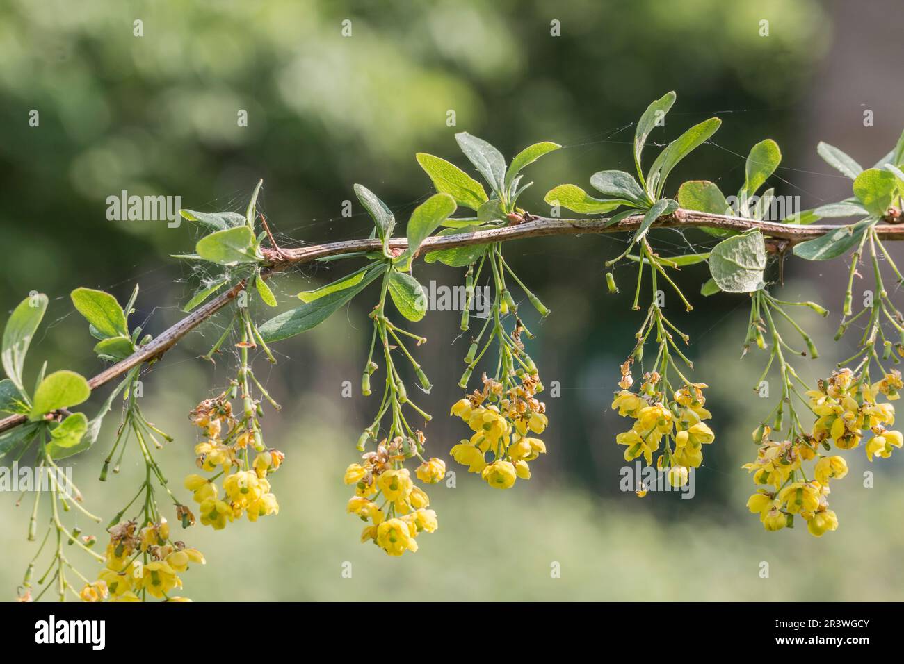 Berberis amurensis in spring, common name is Amur barbary Stock Photo ...