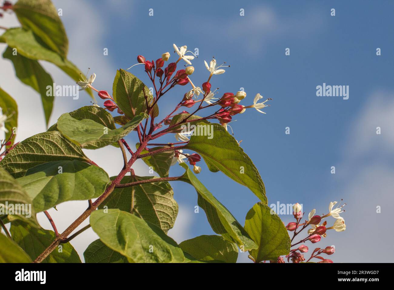Clerodendrum trichotomum, known as the Harlequin glorybower, glorytree ...