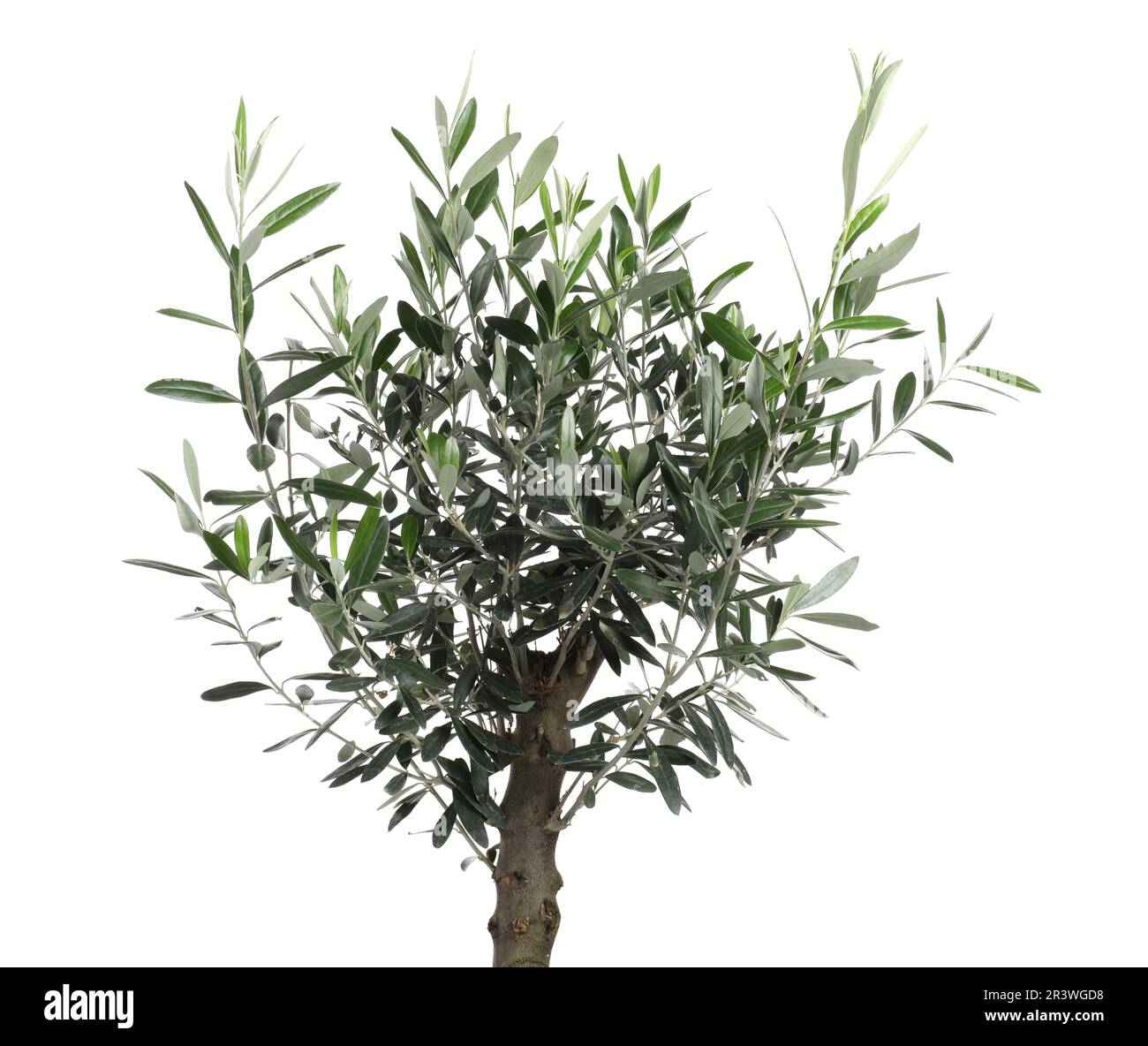 Beautiful young olive tree hi-res stock photography and images - Alamy