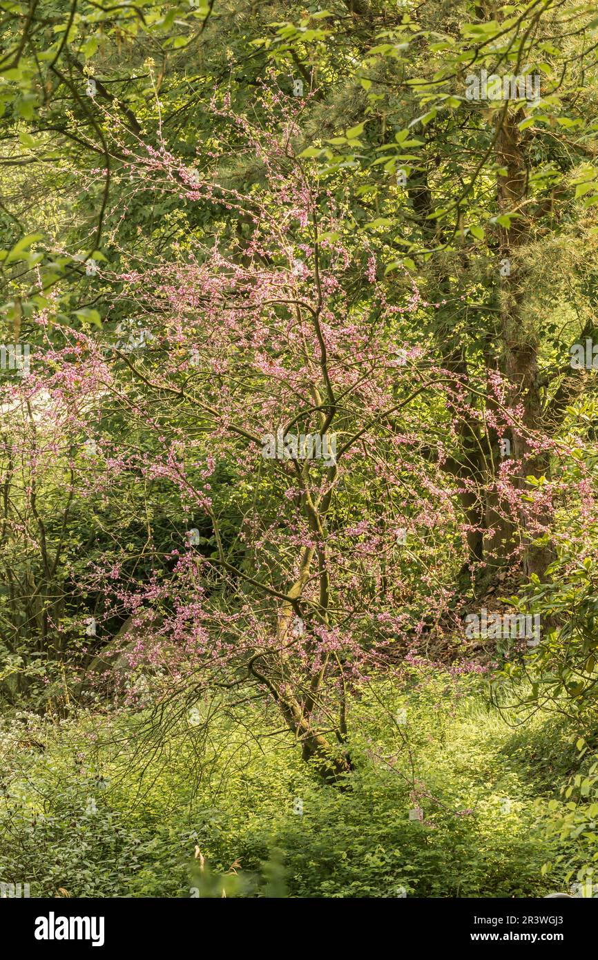 Cercis canadensis in spring, known as Judastree, Judas tree, Redbud ...