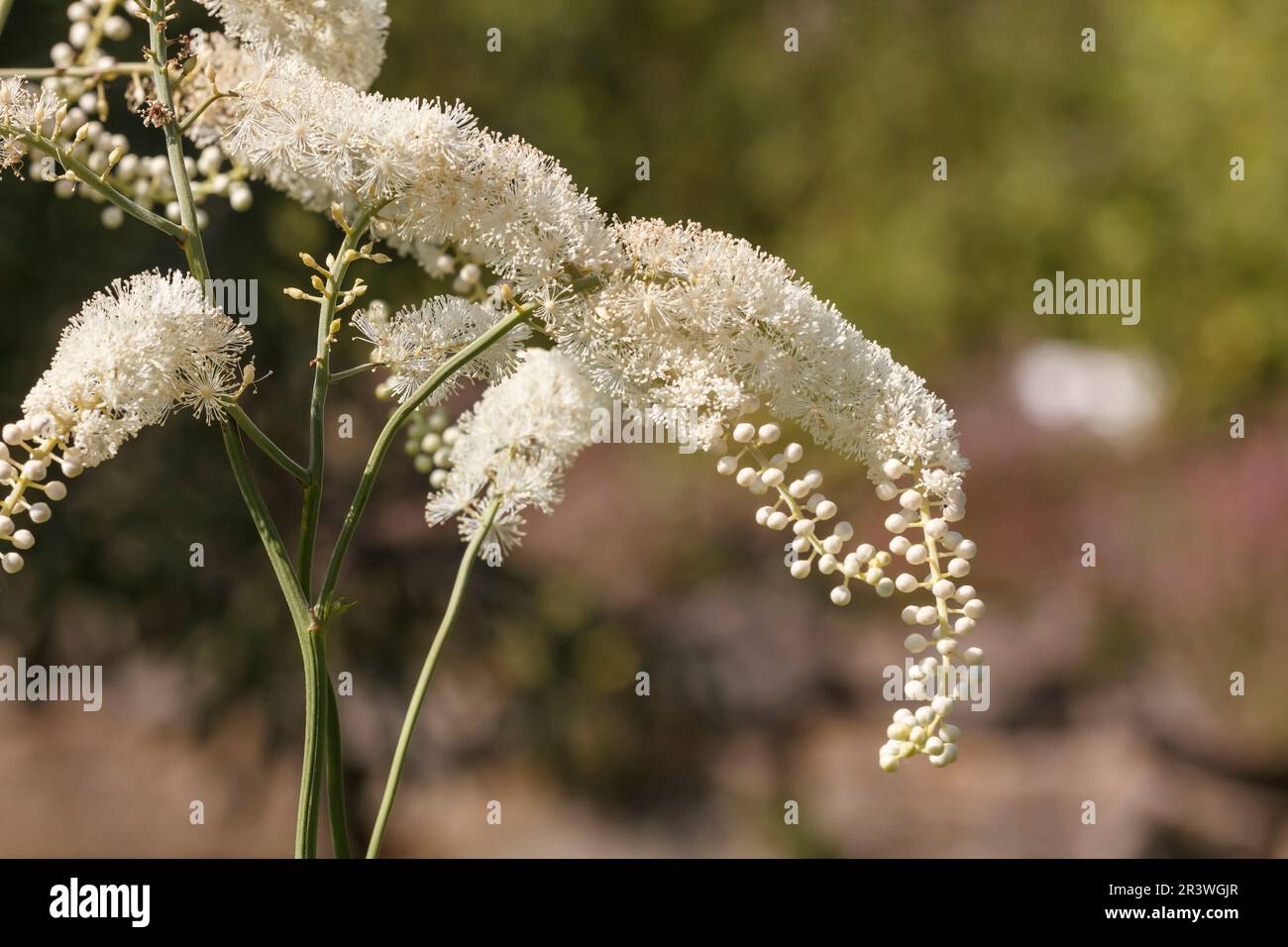 Cimicifuga racemosa, known as the Rattlesnake root, Black cohosh, Black ...