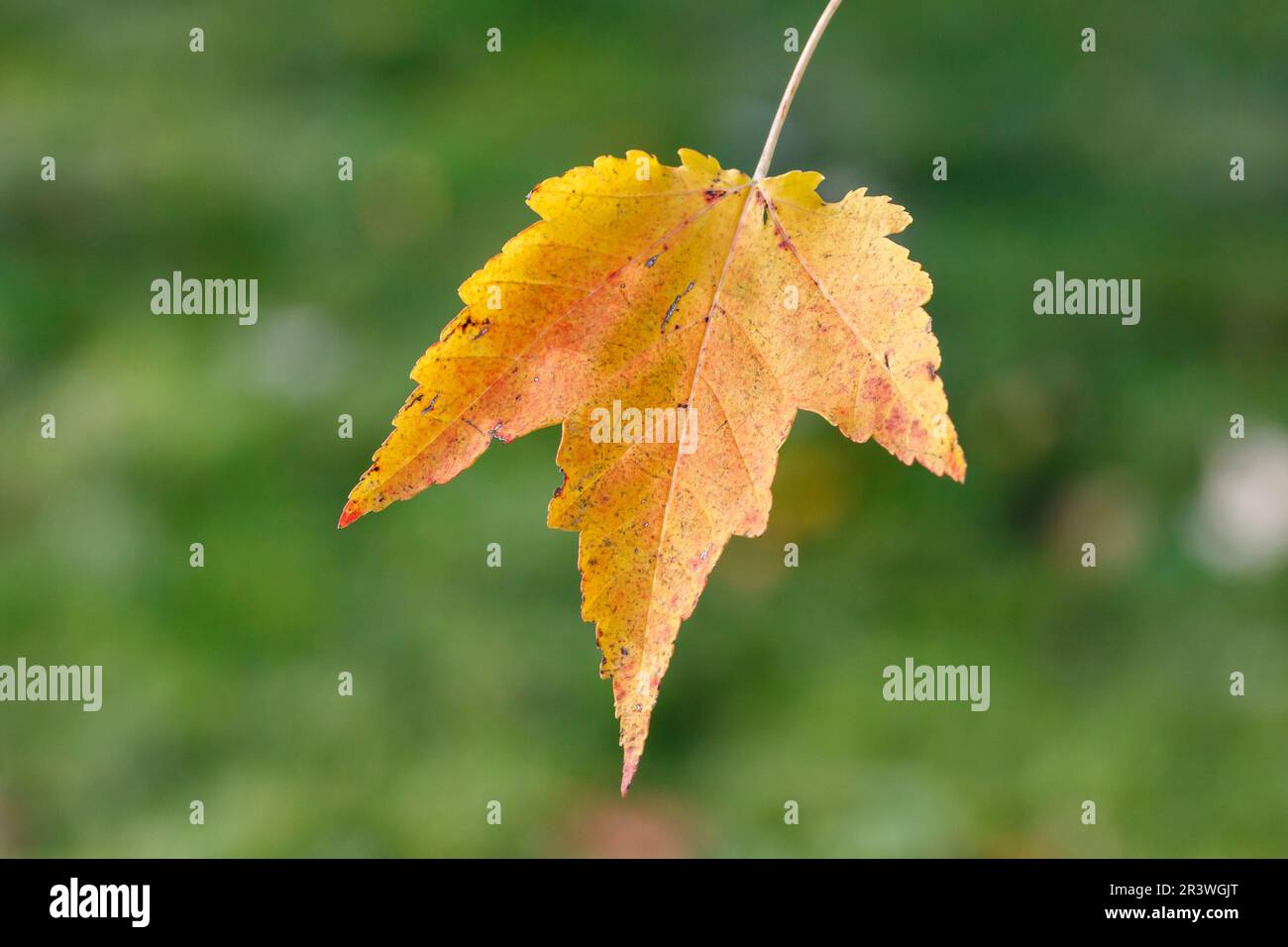 Acer rubrum (autumn leaf), Red Maple in autumn, other common names are ...