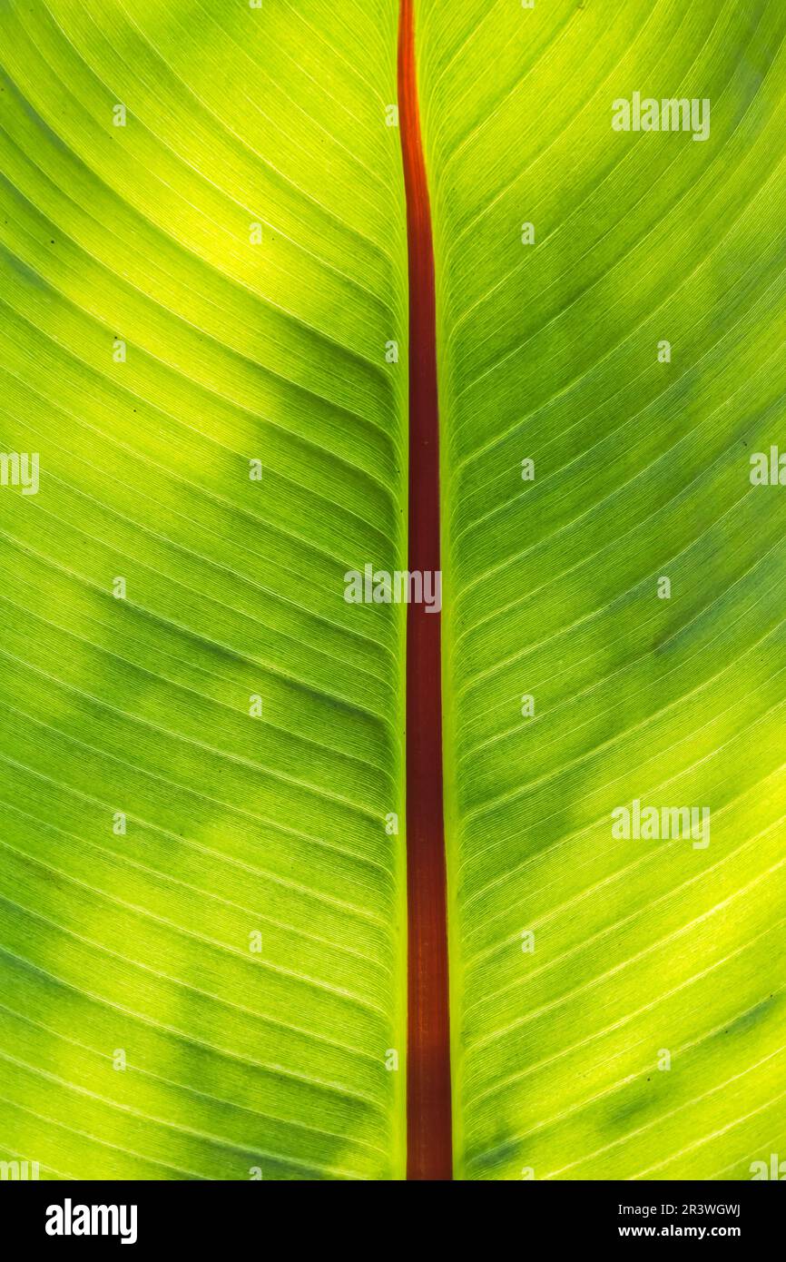 Ensete ventricosum, known as Enset or False banana, detail of leaf by ...