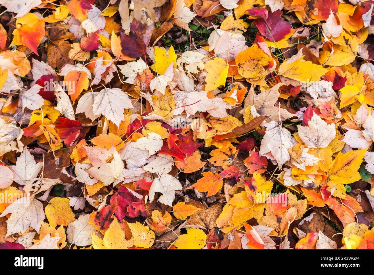 Acer rubrum (autumn leaves), Red Maple in autumn, other common names ...