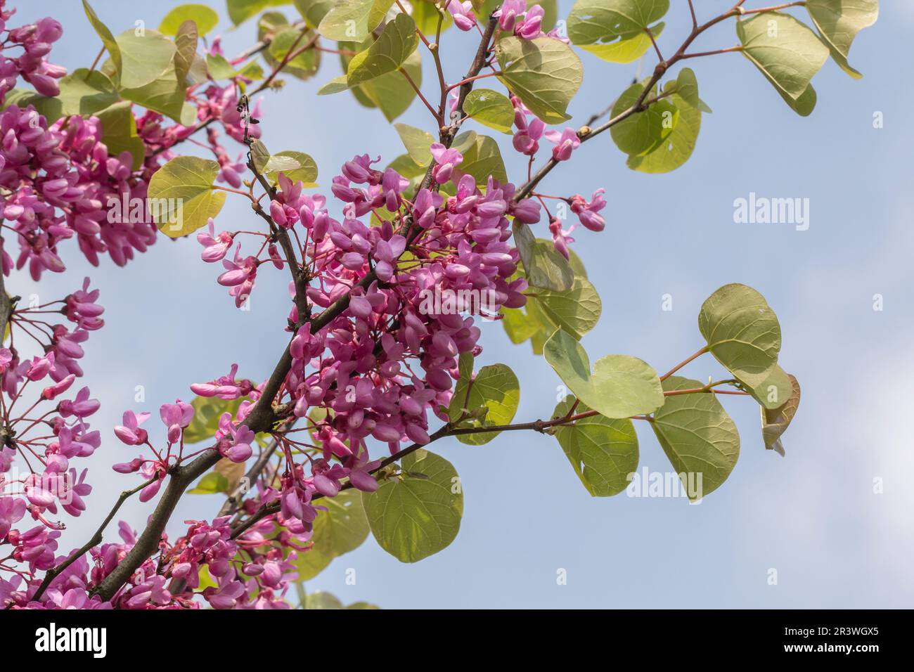 Cercis siliquastrum in spring, known as the Judas tree, Judastree ...