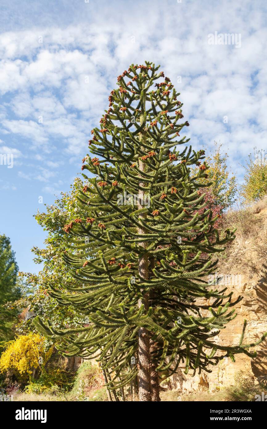 Chilean pine araucaria araucana hi-res stock photography and images - Alamy