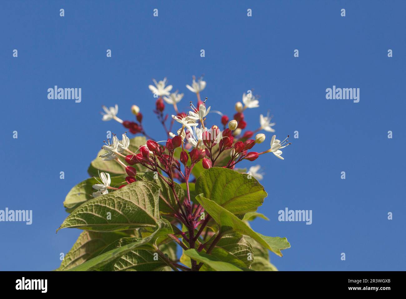 Clerodendrum trichotomum, known as the Harlequin glorybower, glorytree ...