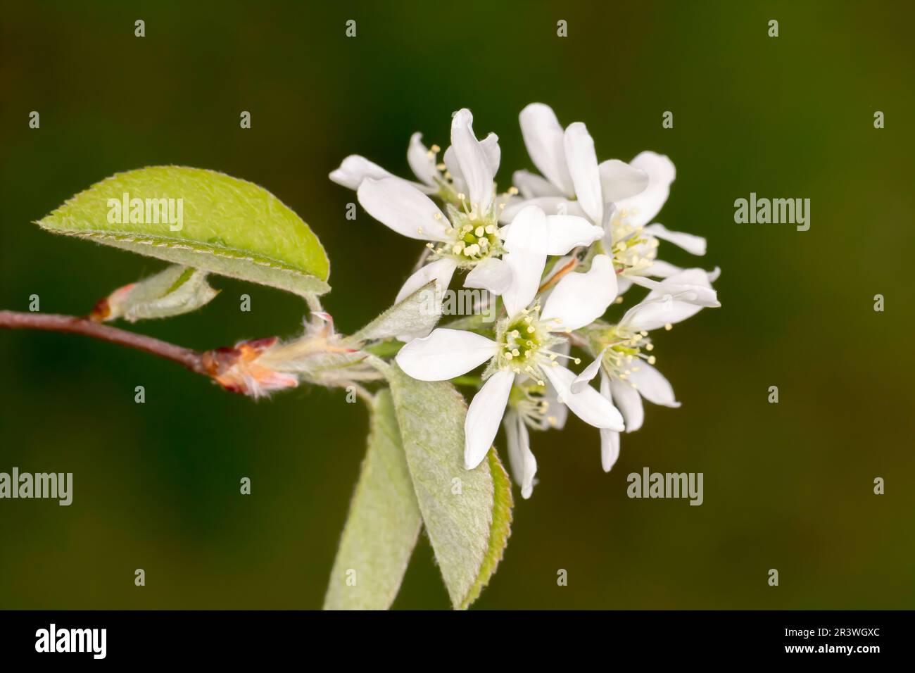 Amelanchier spicata, commonly known as the Dwarf serviceberry and ...