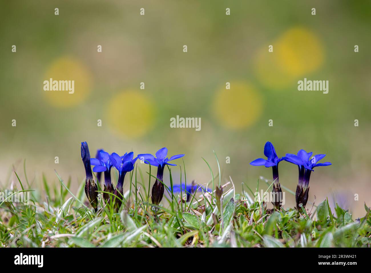 Natural flowers of Gentiana verna, the spring gentian Stock Photo - Alamy