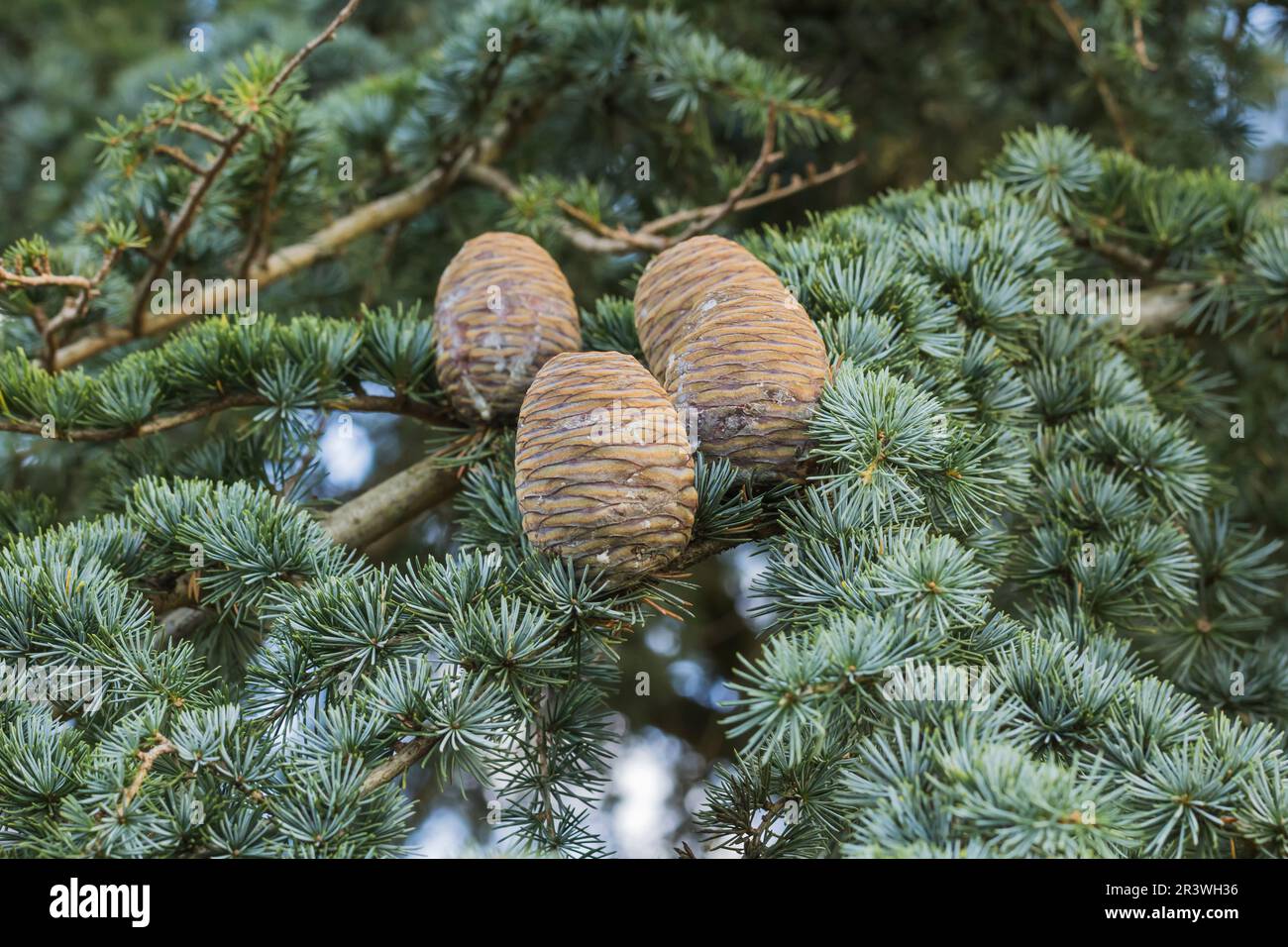 Cedrus atlantica, commonly known as the Cedar, Atlantic cedar, Atlas cedar Stock Photo - Alamy