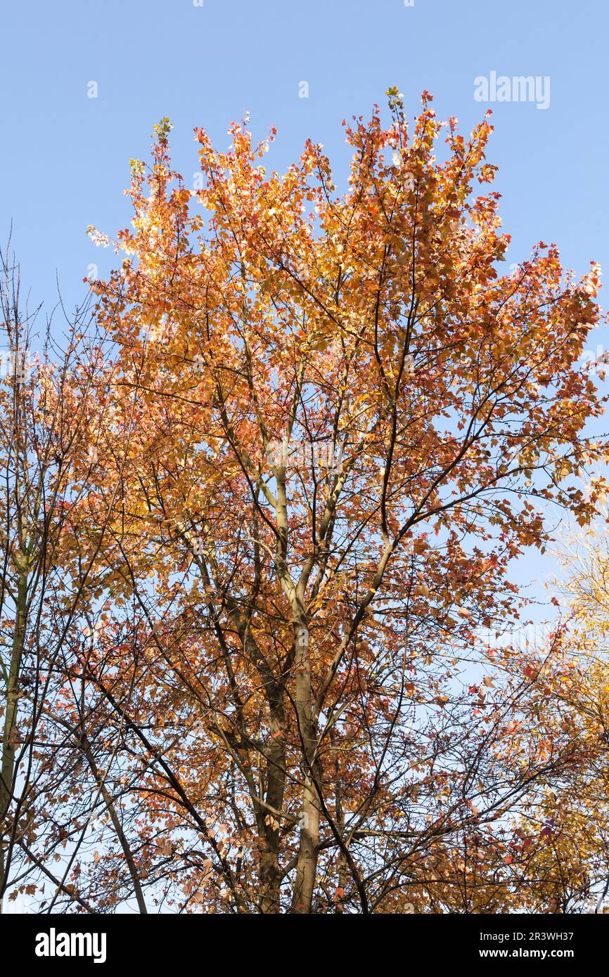 Acer rubrum, Red Maple in autumn, other common names are Swamp, Water ...