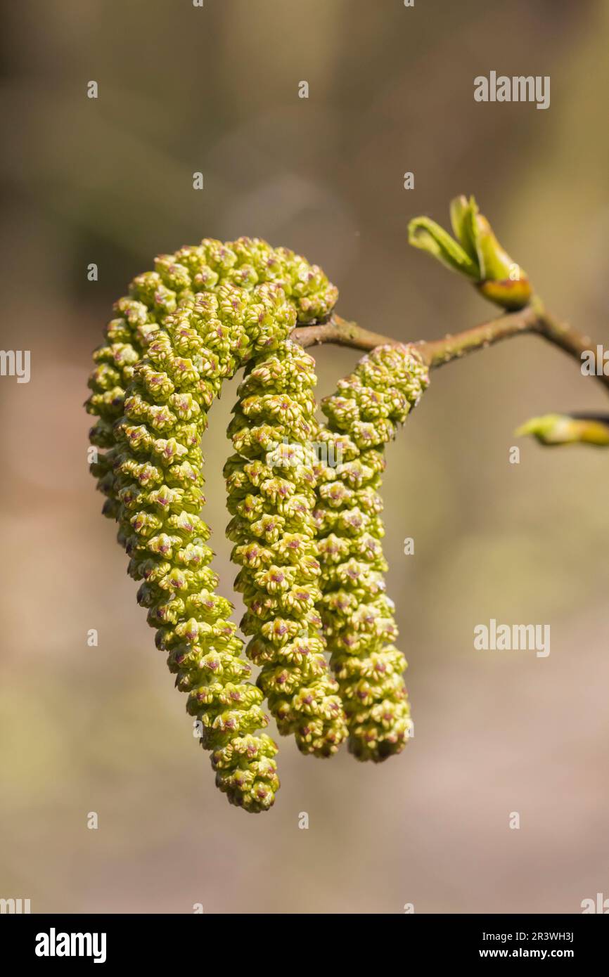 Alnus maximowiczii, Montane elder (catkins) also known as Green alder ...
