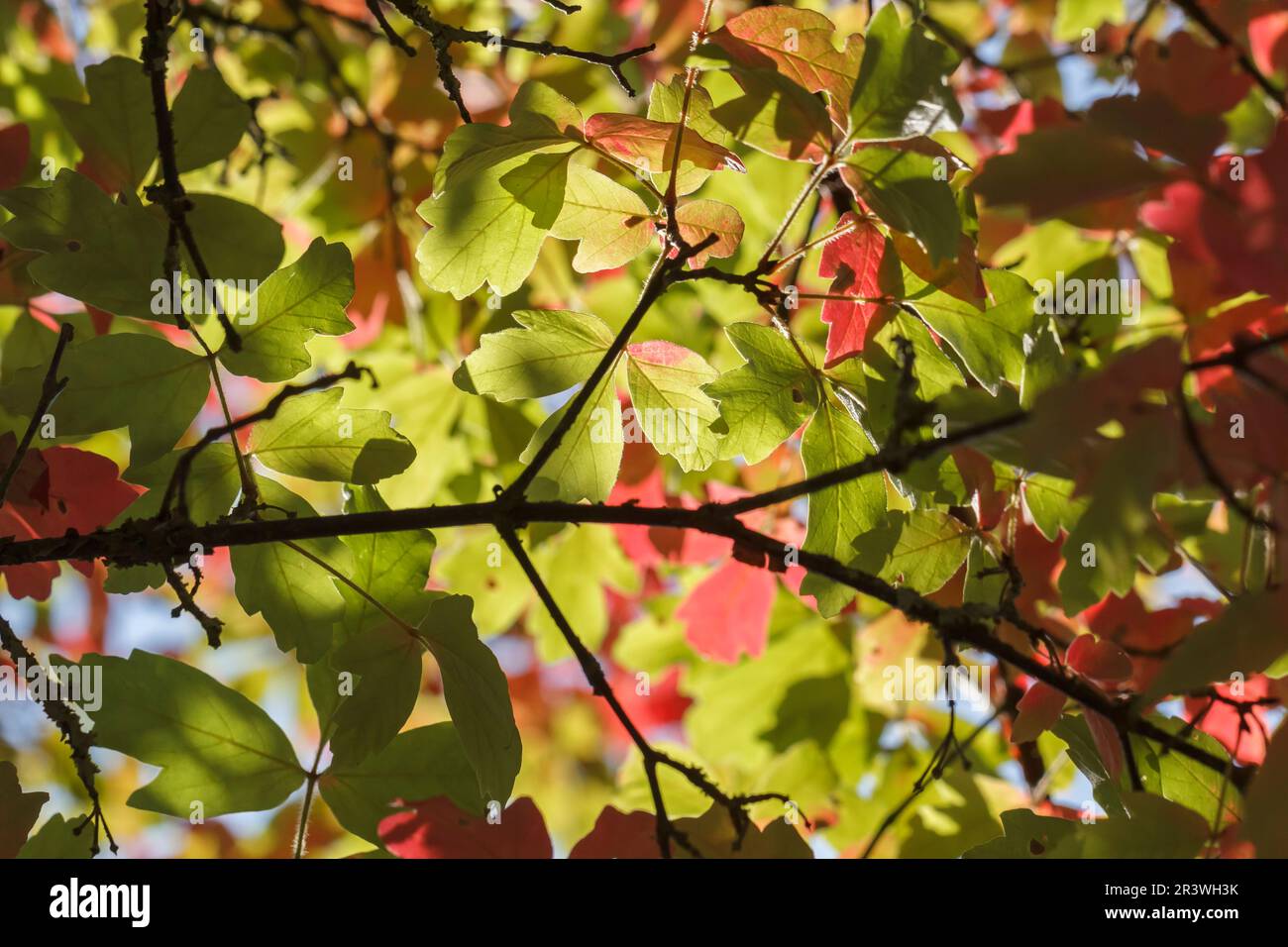 Acer griseum leaf hi-res stock photography and images - Alamy