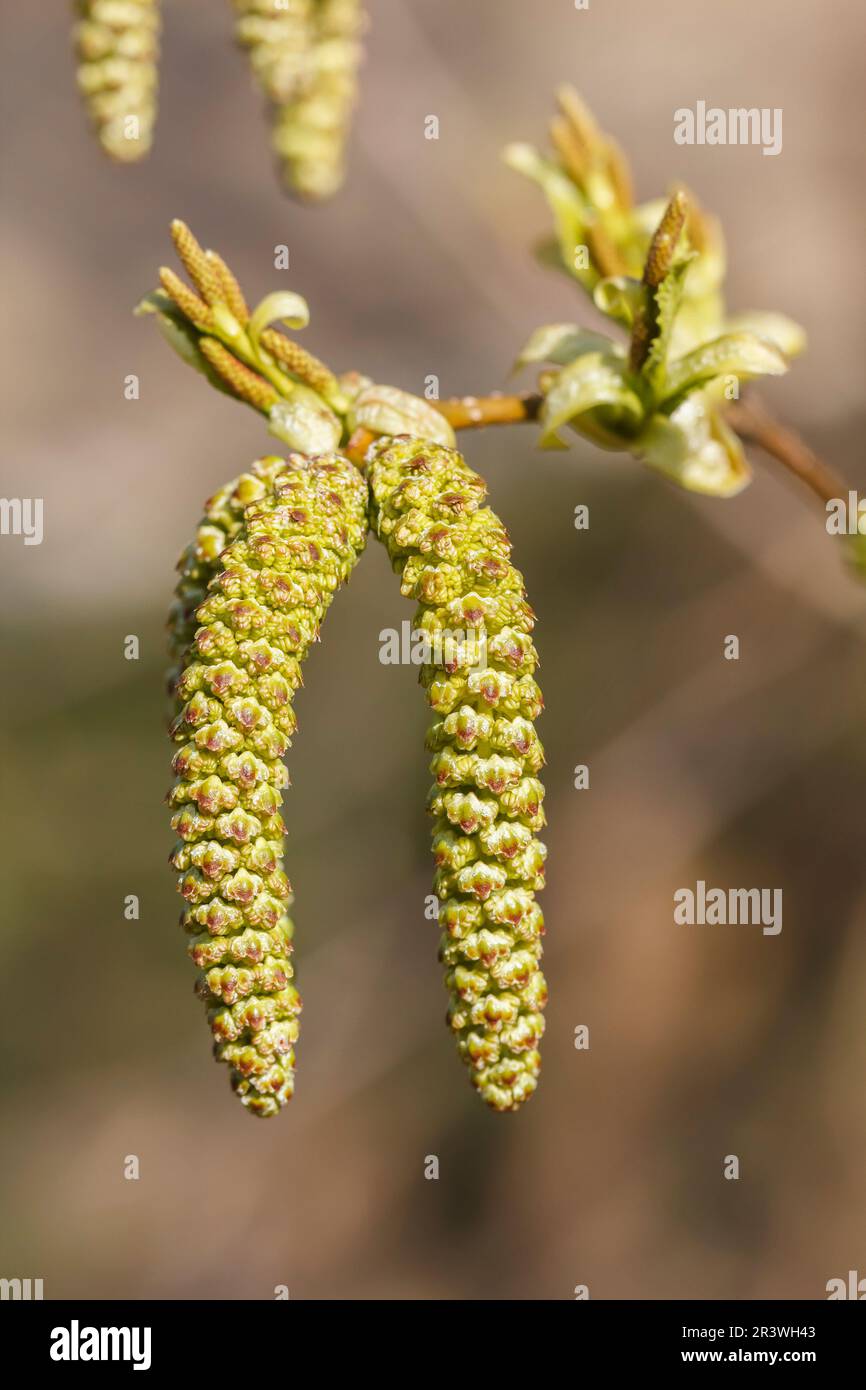 Alnus maximowiczii, Montane elder (catkins) also known as Green alder ...