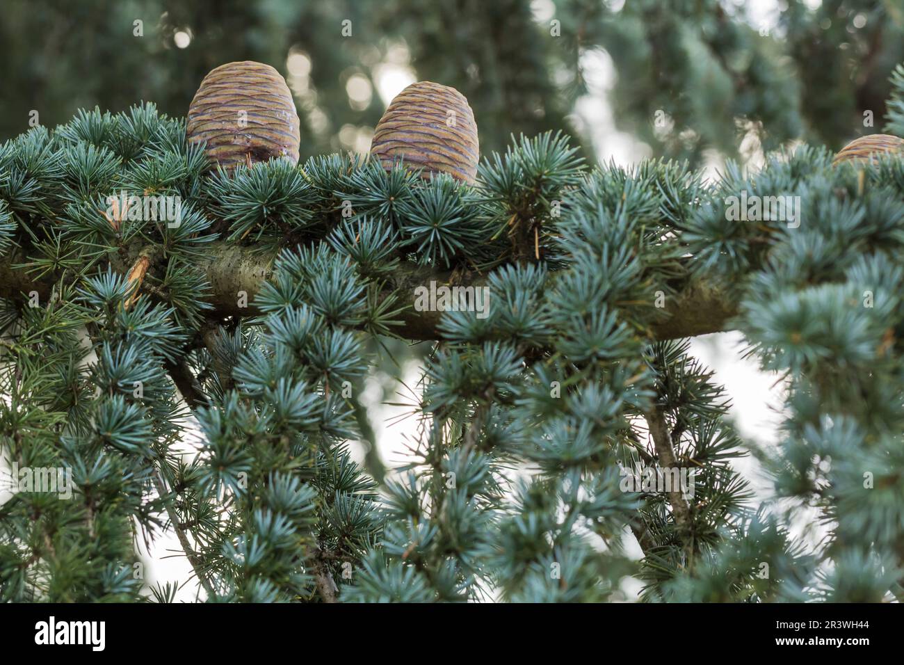 Cedrus atlantica, commonly known as the Cedar, Atlantic cedar, Atlas ...