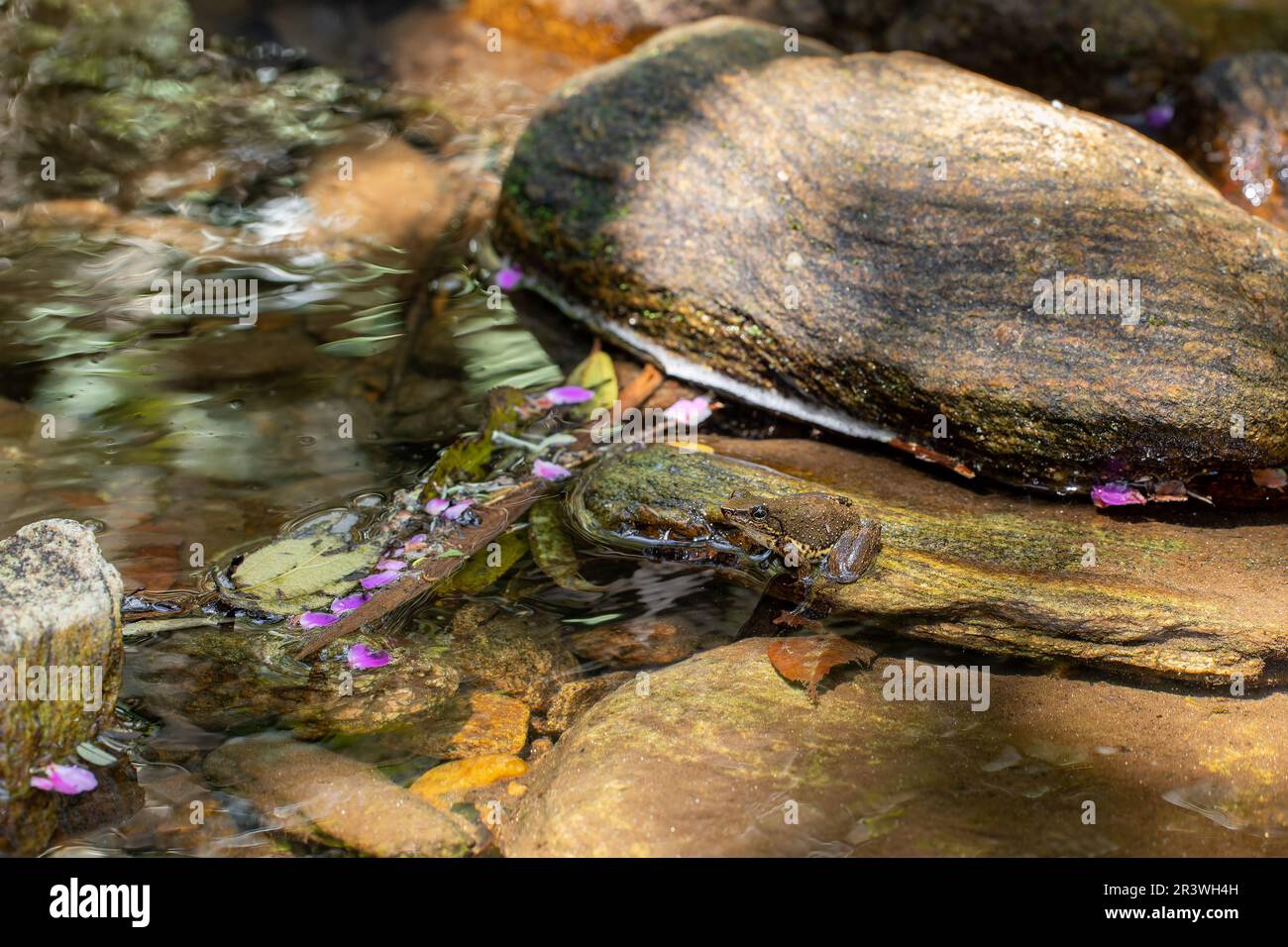 Mantidactylus majori, Ranomafana National Park, Madagascar wildlife ...
