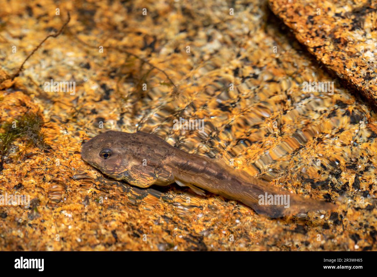 Tadpoles Mantidactylus genus, Ambalavao, Andringitra National Park ...