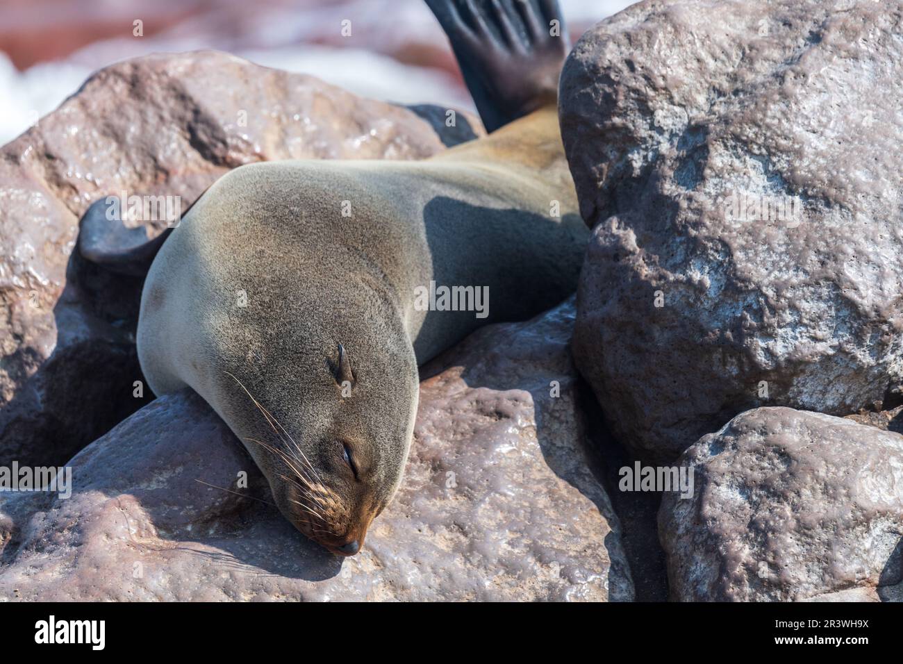 Telephoto portrait of a seal in the Cape Cross seal colony on the ...