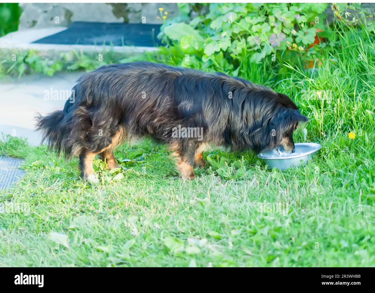 Labrador eating outdoors hi-res stock photography and images - Alamy