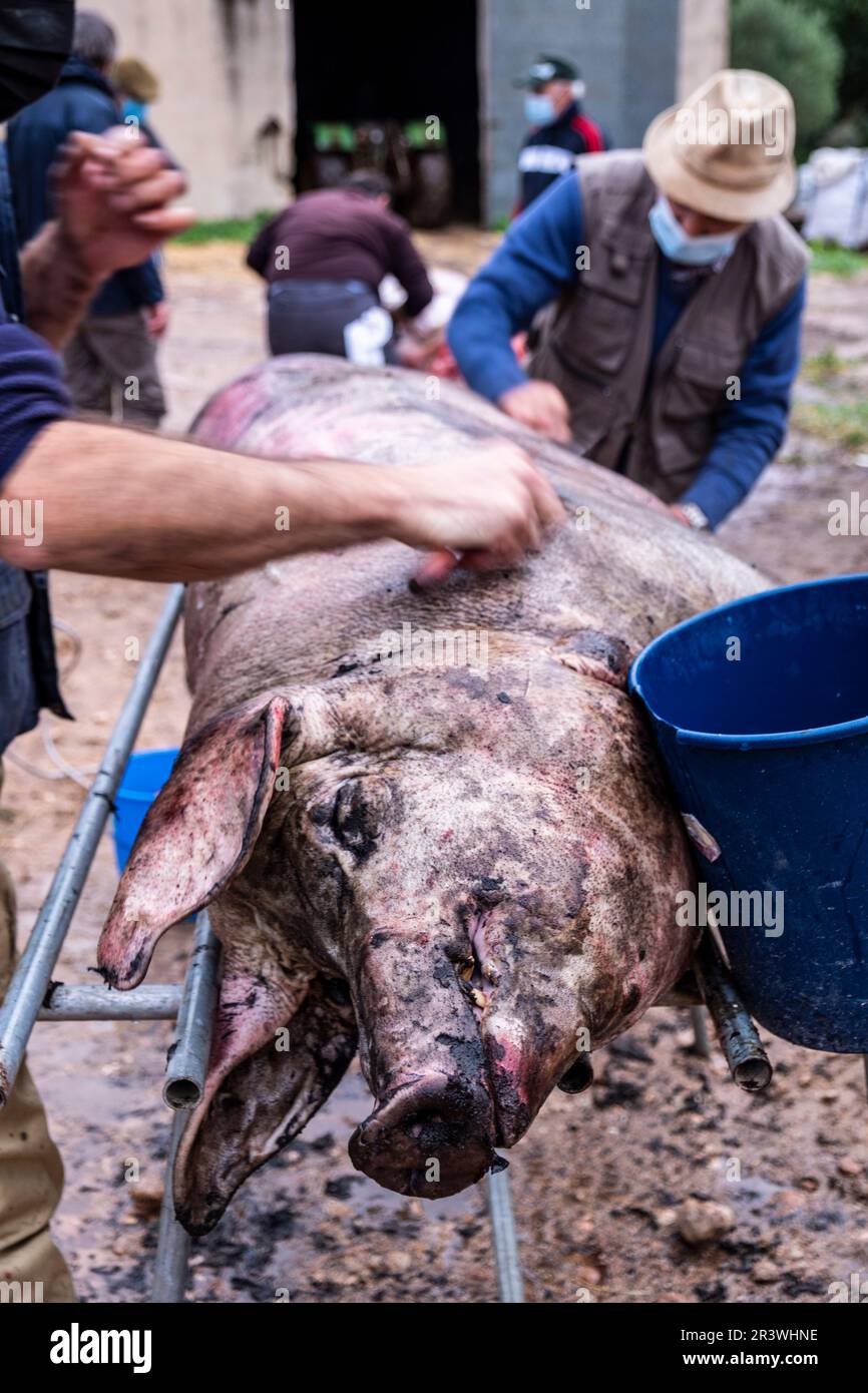 Traditional slaughter of the Mallorcan black pig Stock Photo - Alamy