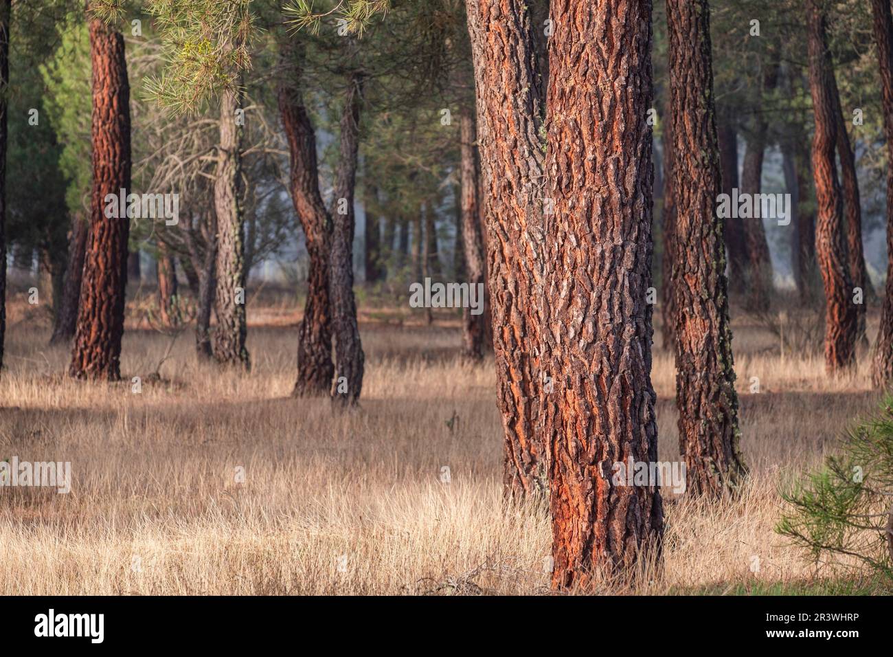 Resin extraction in a Pinus pinaster forest Stock Photo - Alamy
