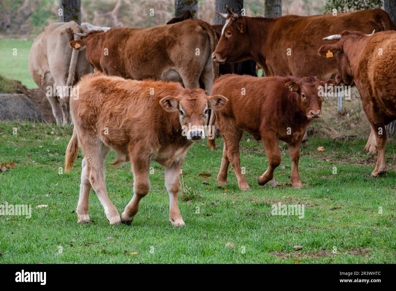 A herd of spanish cows hi-res stock photography and images - Alamy