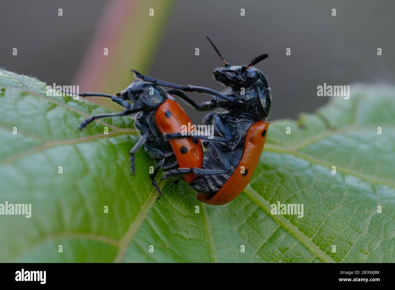 Mating of Leaf beetles (Lachnaia tristigma Stock Photo - Alamy