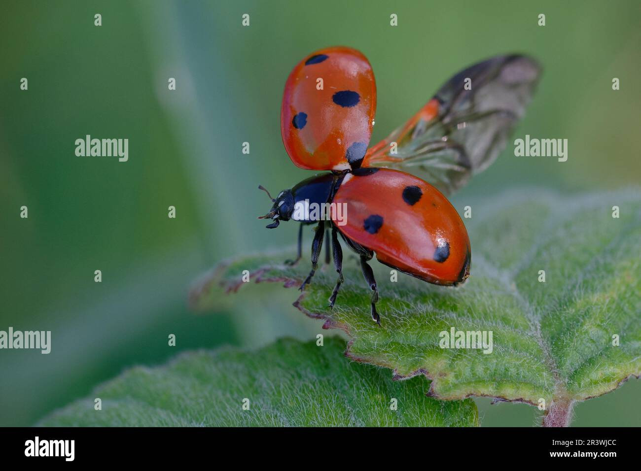 Seven-spot ladybird (Coccinella septempunctata Stock Photo - Alamy