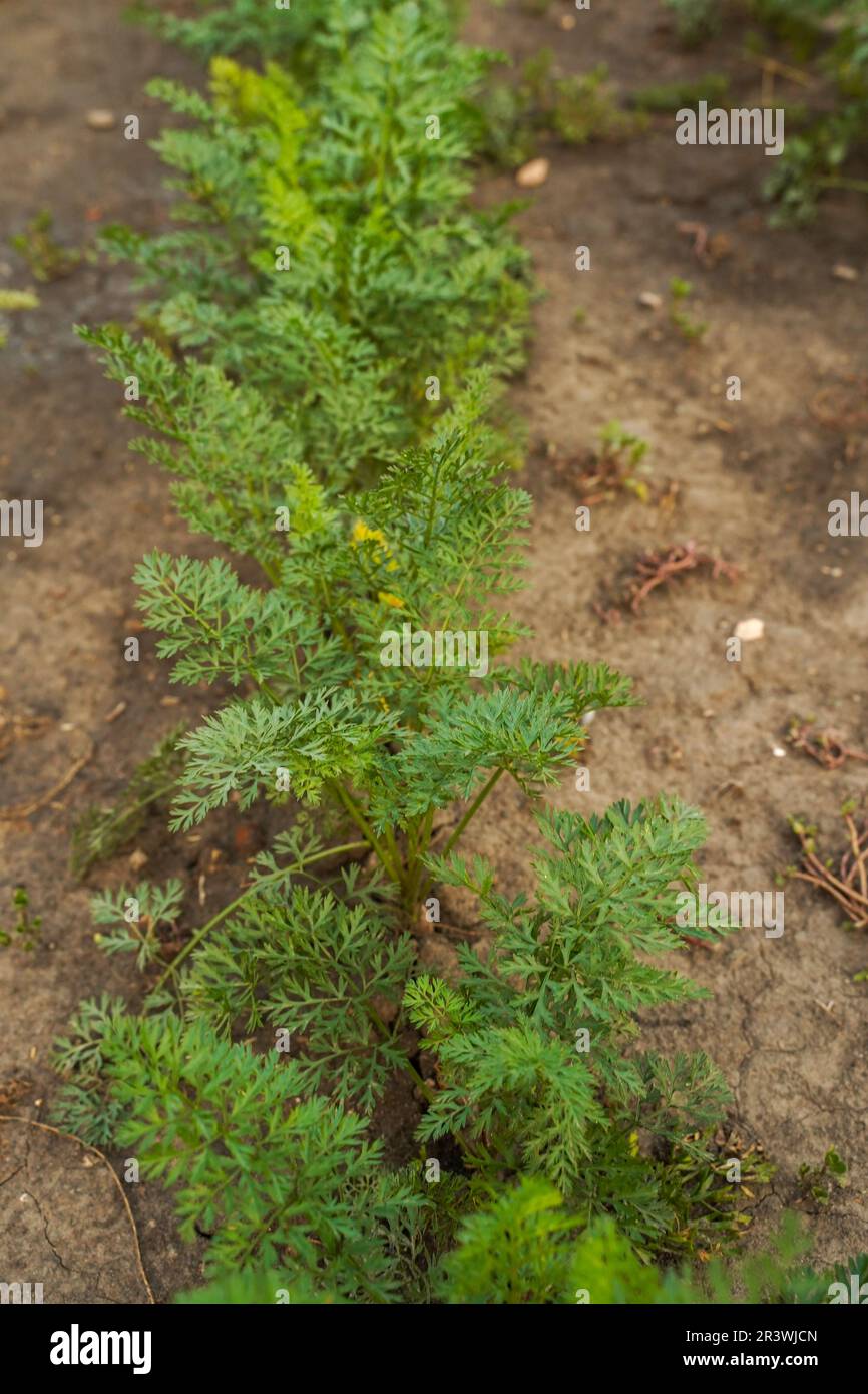 A bush of parsley on the dried ground, top view Stock Photo - Alamy