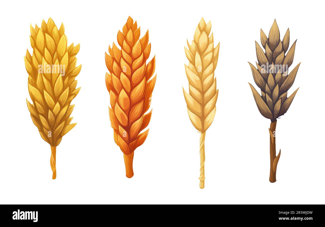 watercolor set vector illustraton of golden wheat grain crop isolated ...