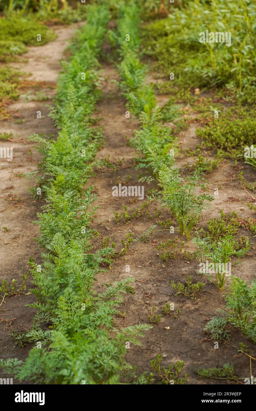 A bush of parsley on the dried ground, top view Stock Photo - Alamy