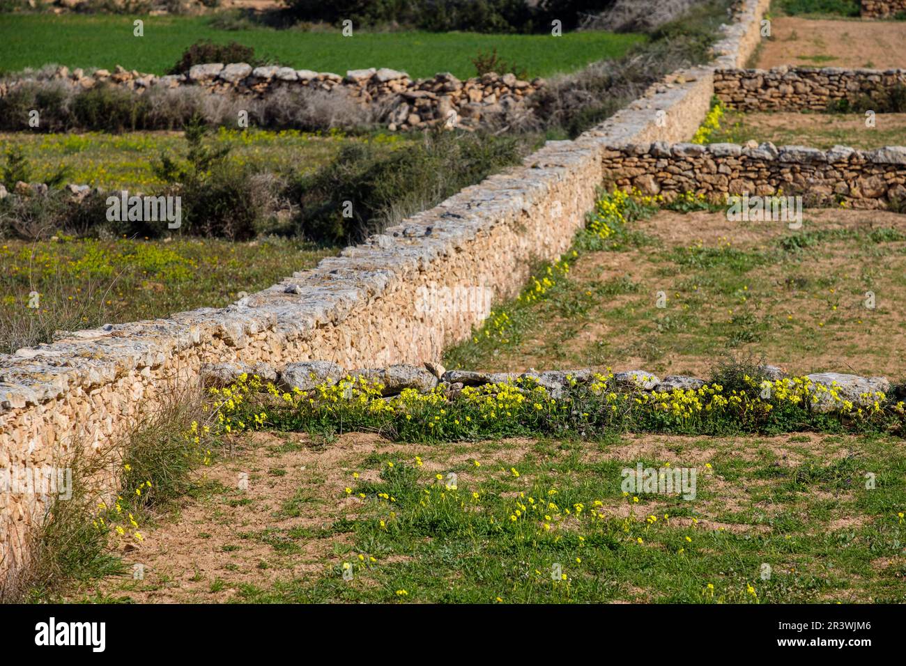 Traditional stone walls for agricultural land Stock Photo - Alamy