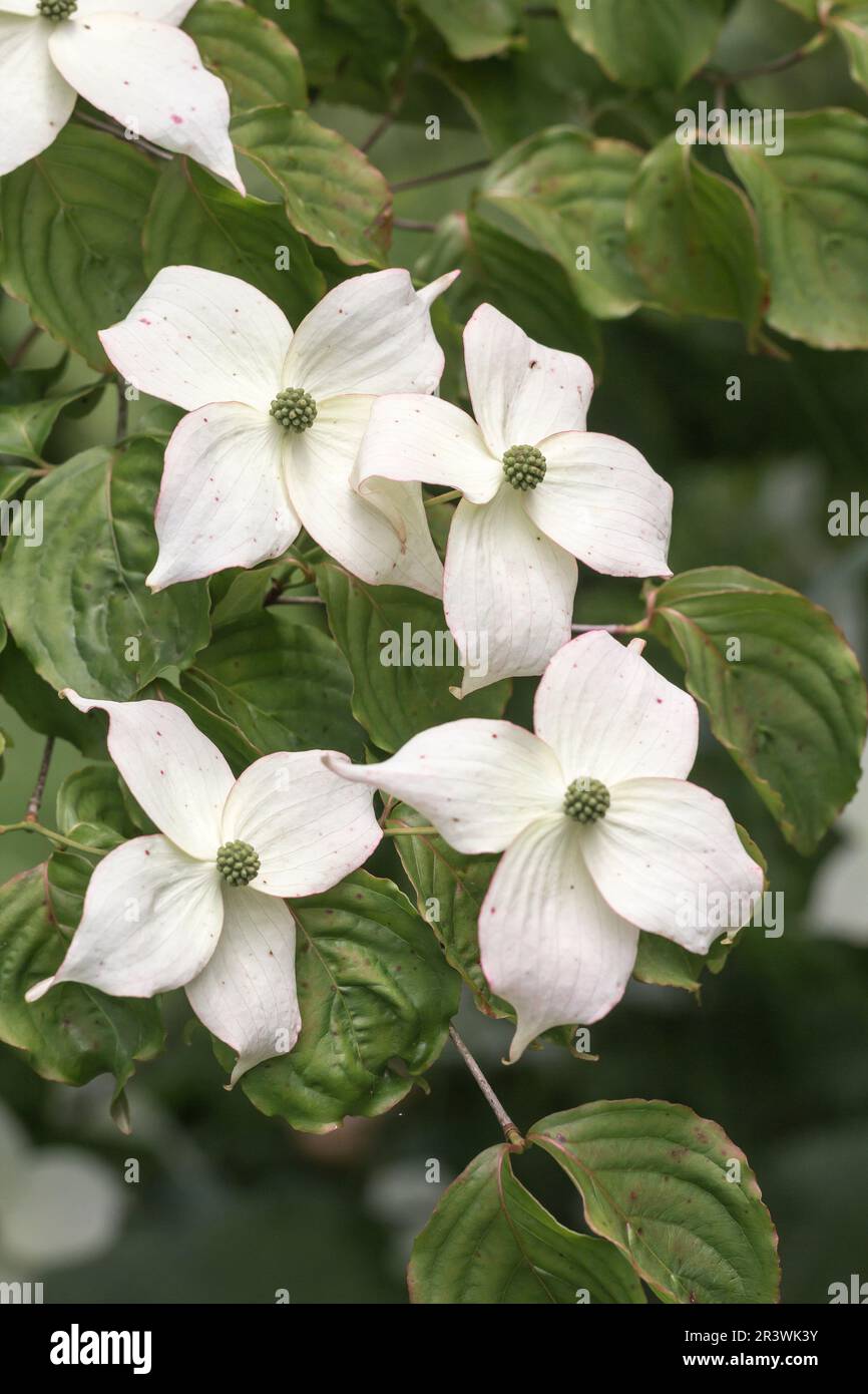 Cornus kousa, known as Kousa dogwood, Japanese flowering dogwood Stock ...