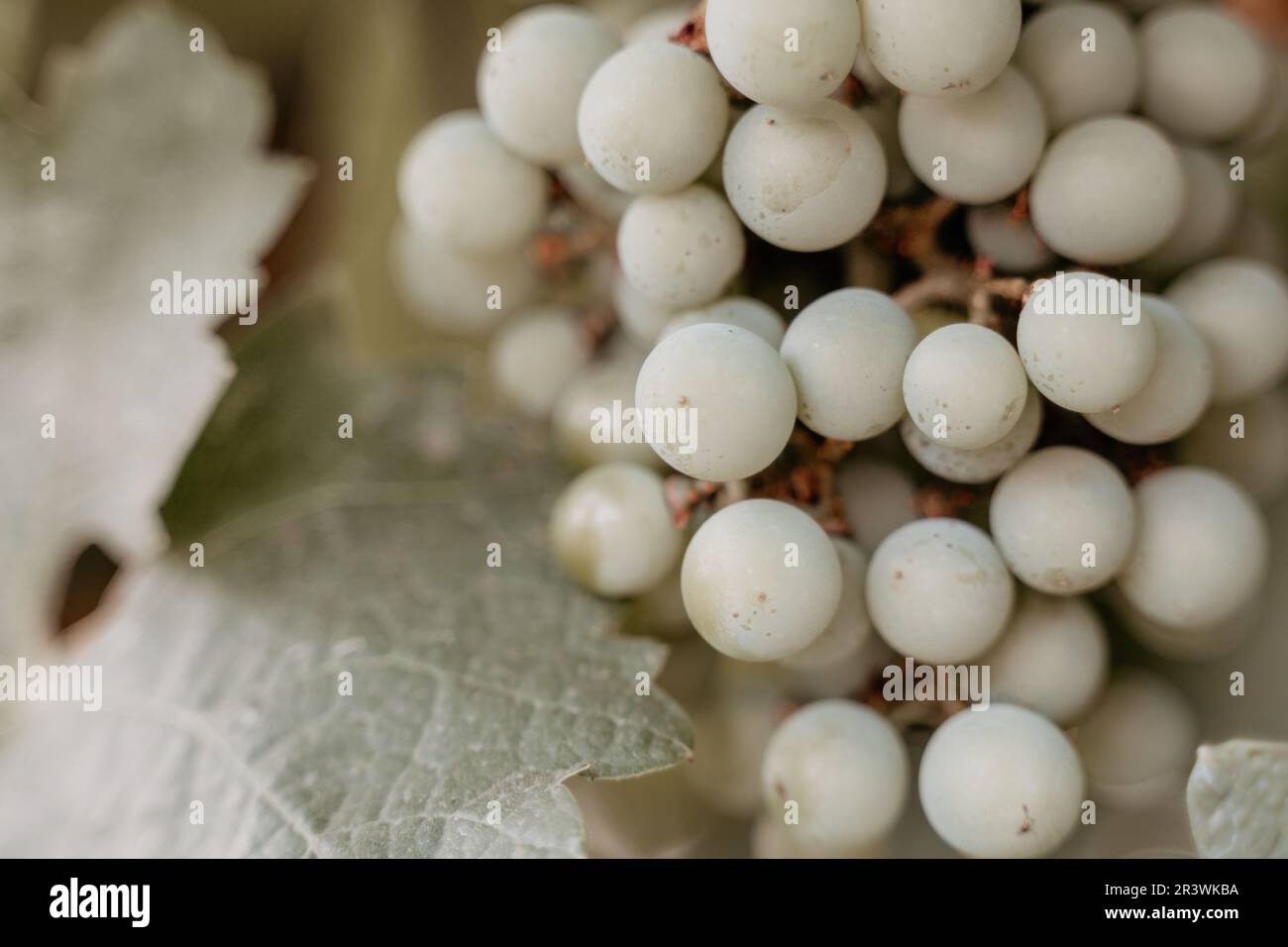 Clusters of ripe sweet grapes among the green leaves of grape bushes ...