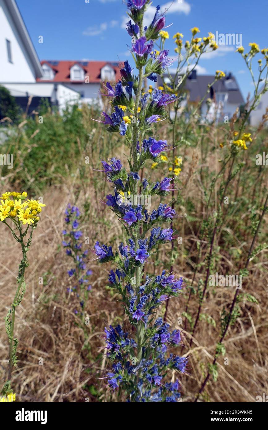 Adderhead hi-res stock photography and images - Alamy