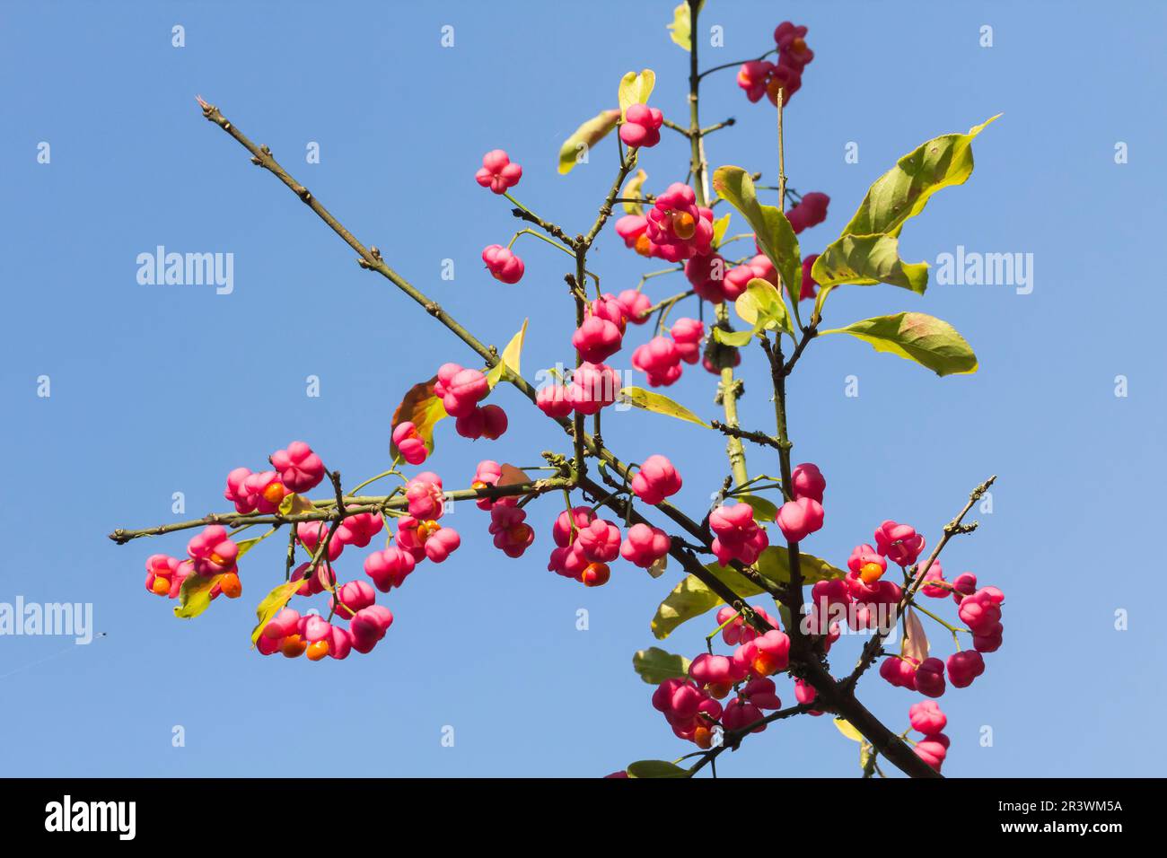 Euonymus europaeus, known as Spindle, European spindle, Common spindle ...